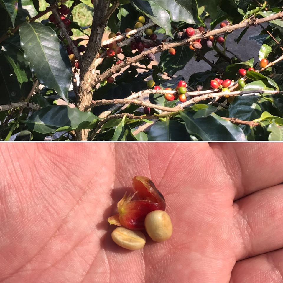 The Story Behind Café Rica's Signature Espresso Blend: A Journey Throu ...